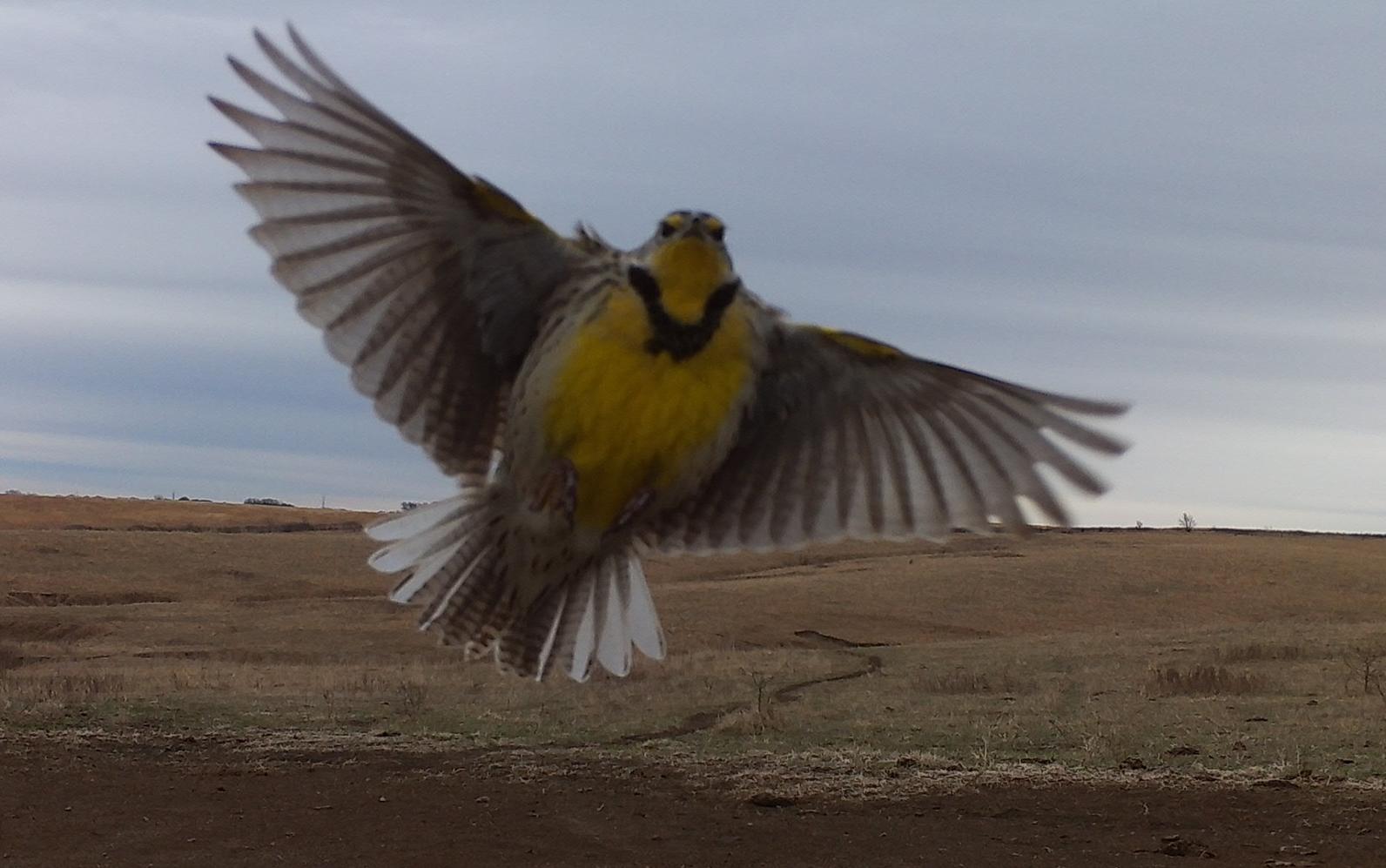 Birds | Spring Creek Prairie Audubon Center