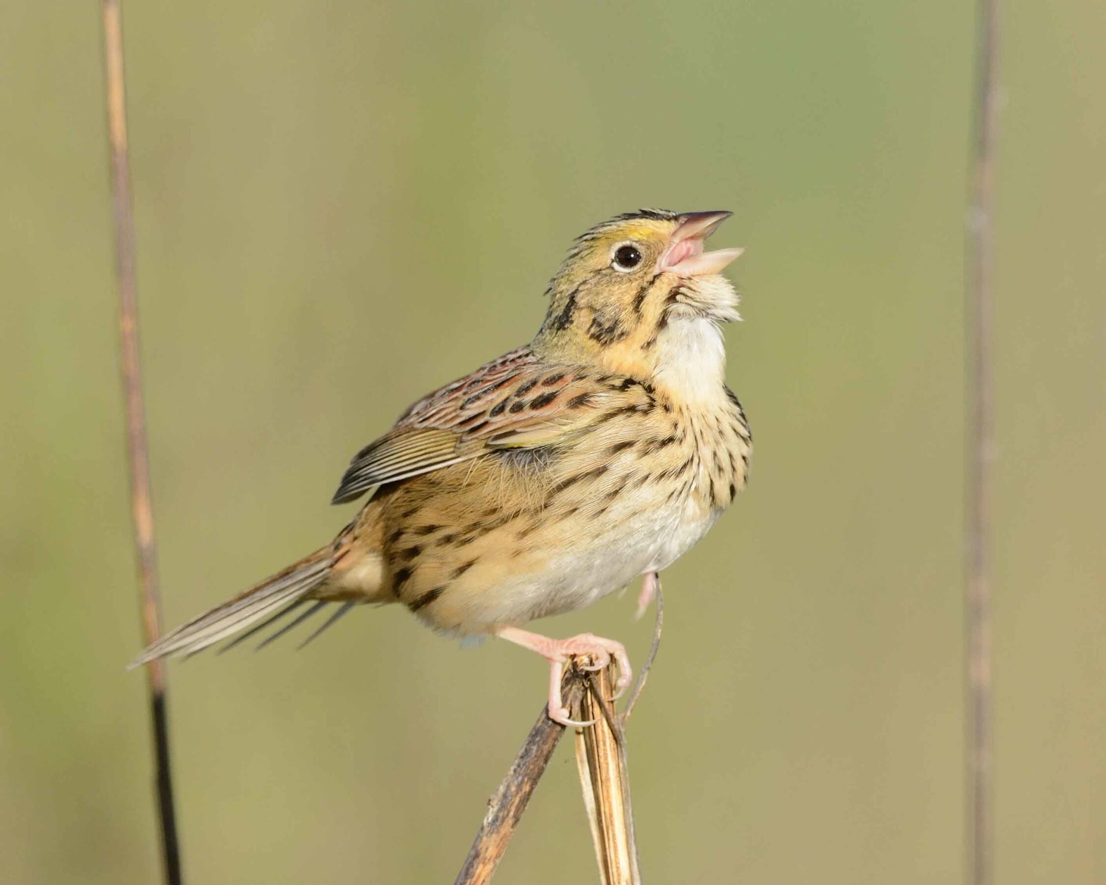 Birds | Spring Creek Prairie Audubon Center