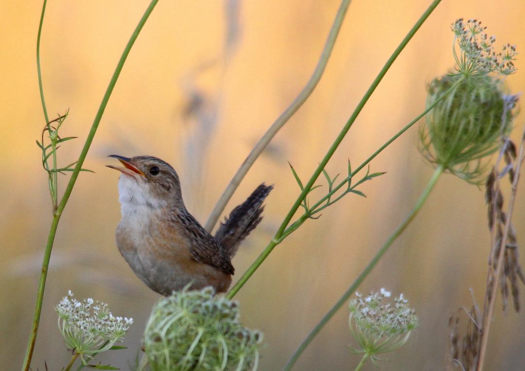 Prairies for Grassland Birds | Spring Creek Prairie Audubon Center